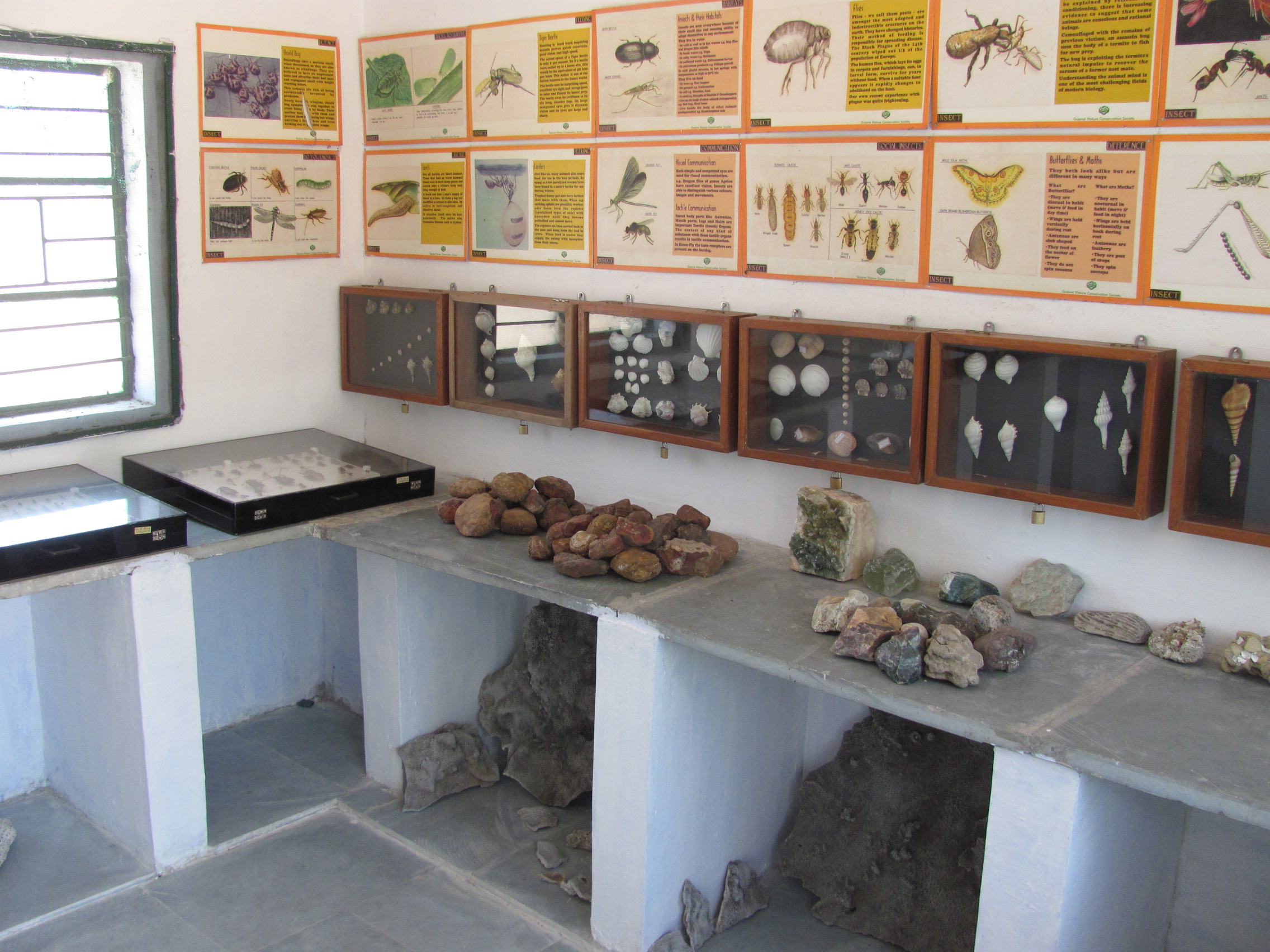 Insect Museum – Gujarat Nature Conservation Society